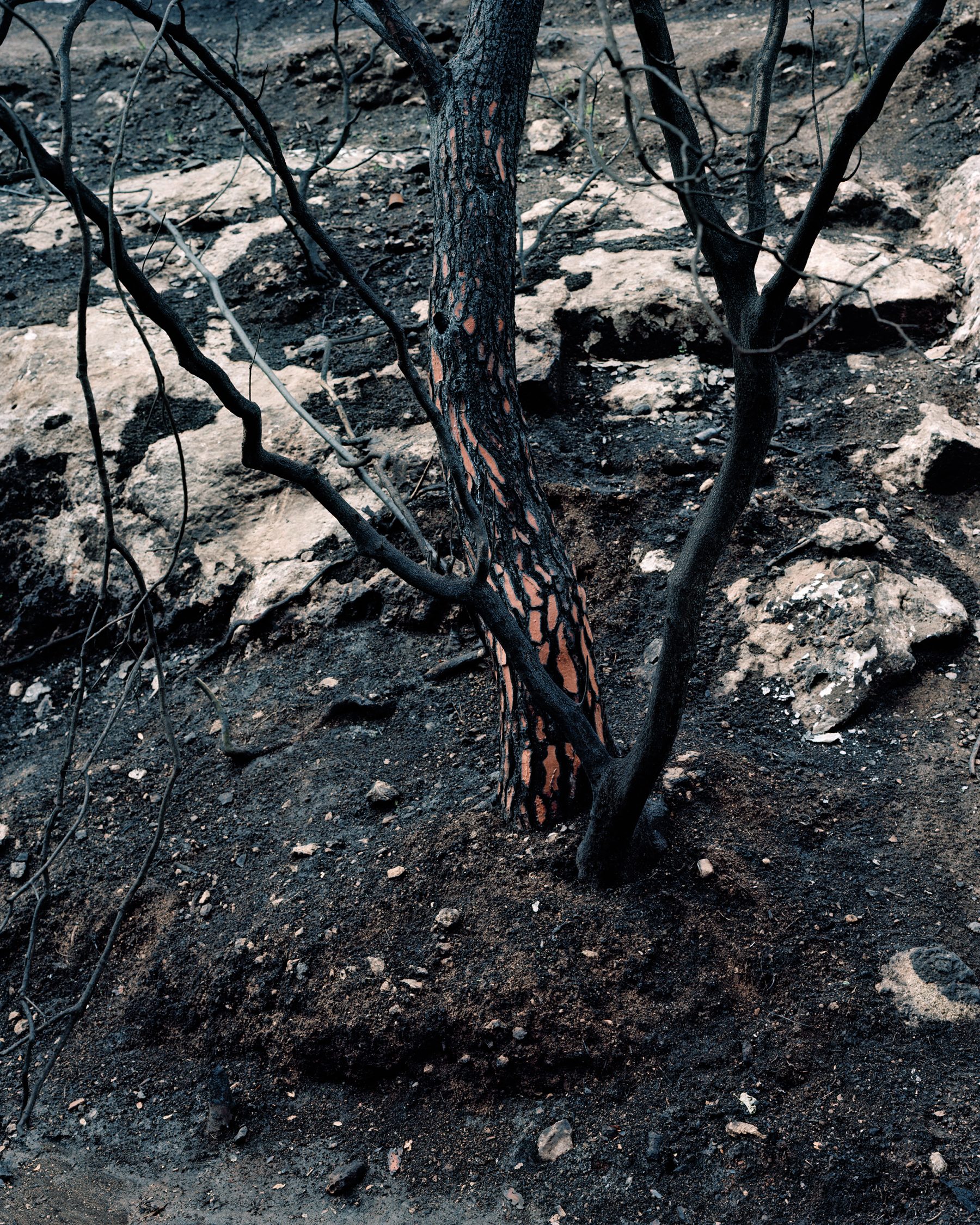 003: FALLOW - Stillpoint Magazine